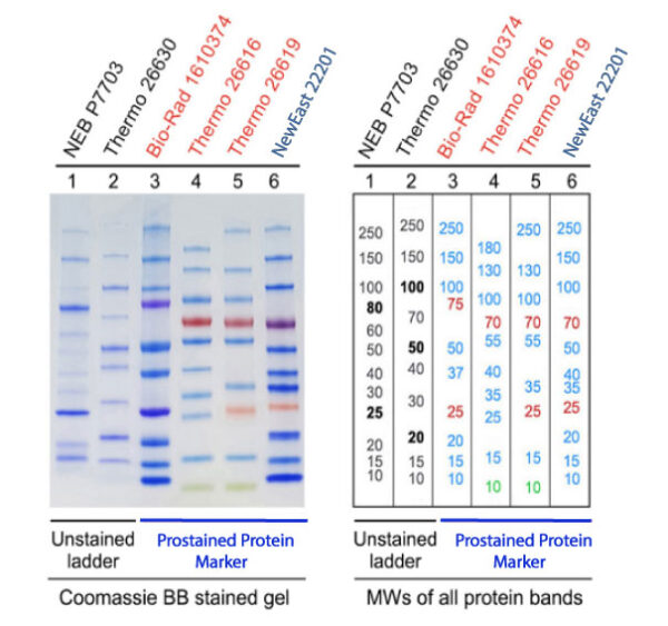 Tri Color Prestained Protein Marker 500 - NewEast Biosciences - GTPase ...