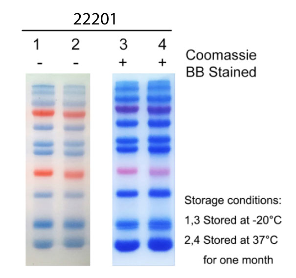 Dual Color Prestained Protein Marker 500 - NewEast Biosciences - GTPase ...