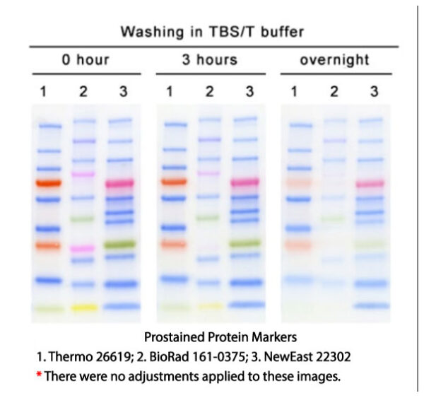 Dual Color Prestained Protein Marker 500 - NewEast Biosciences - GTPase ...