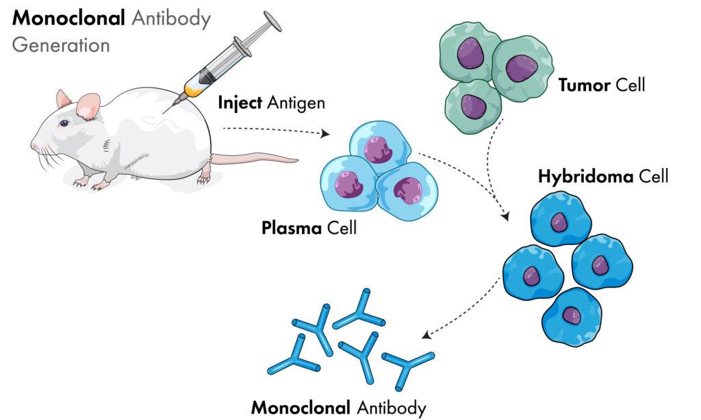 Antibody Production - NewEast Biosciences - GTPase and Oncogene